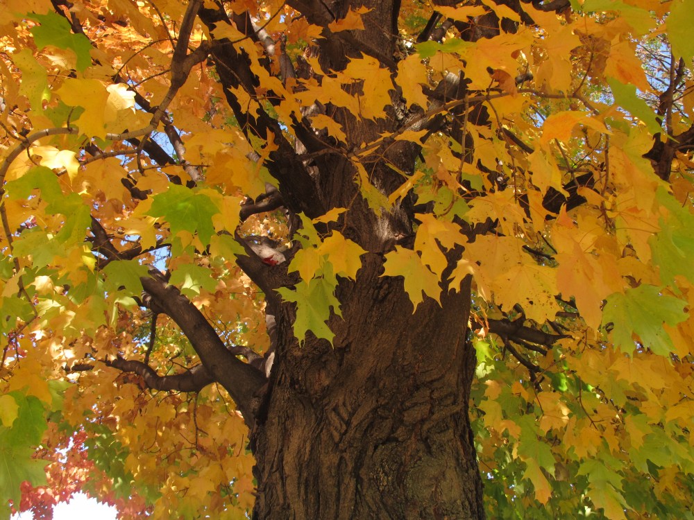 Maple Syrup: A Forager’s Sweet Treat