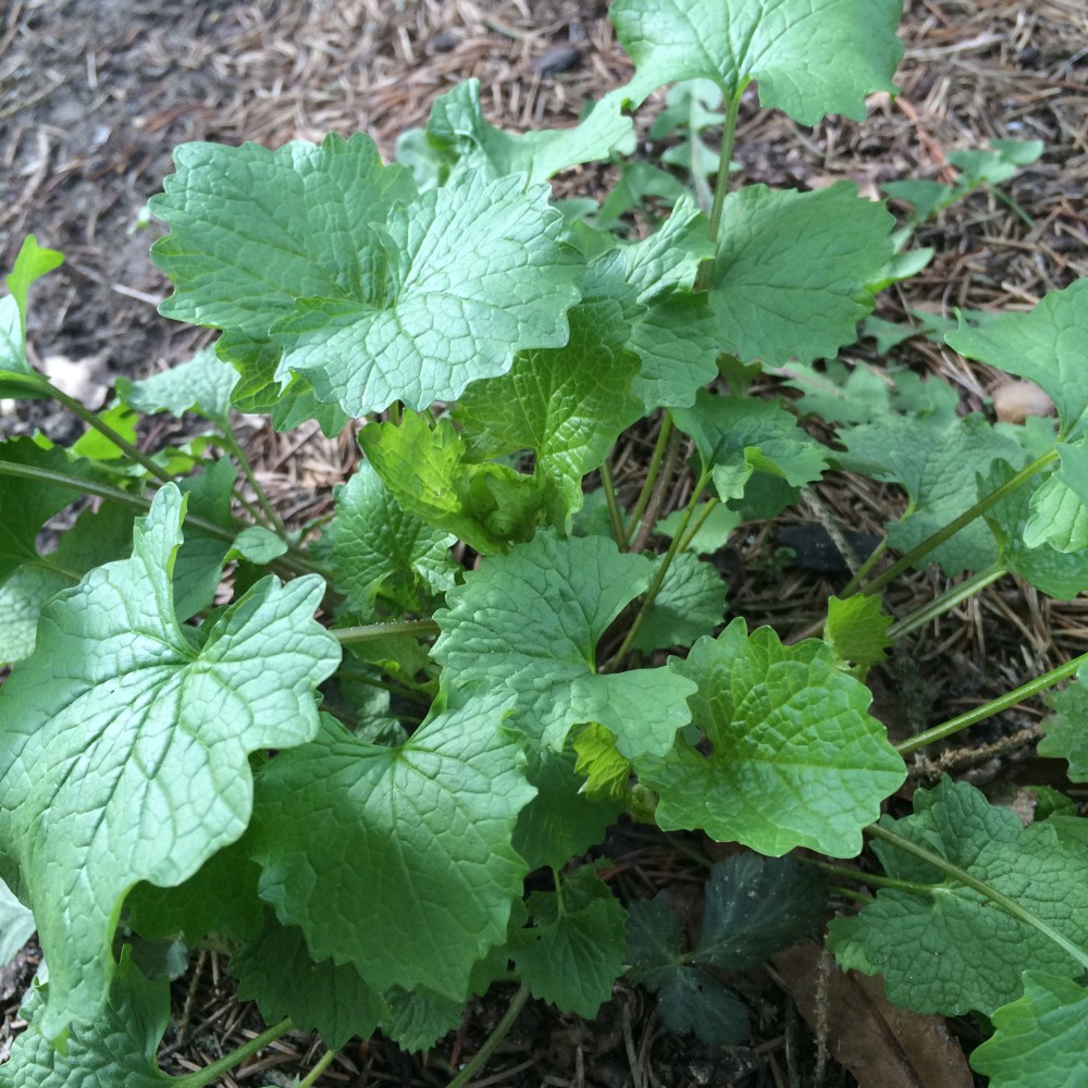 Pull, Eat, Repeat: The Invasive Garlic Mustard