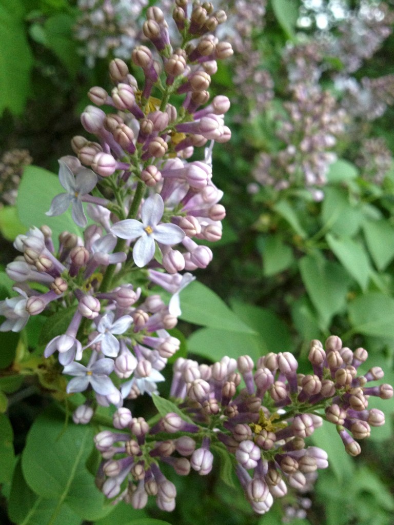 wild tales from the journeys of lisa m. rose