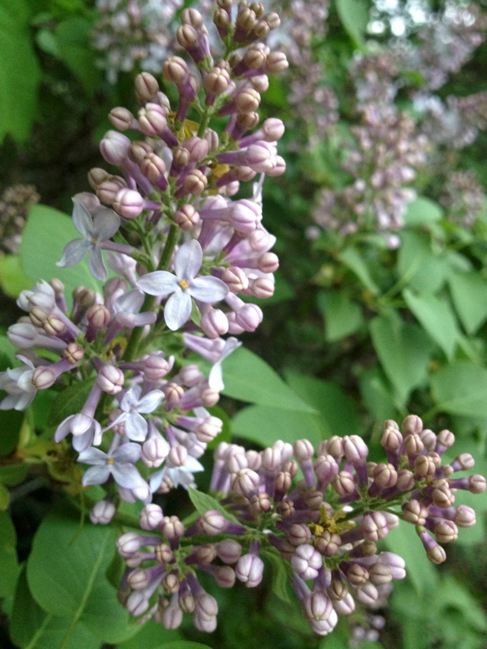 wild tales from the journeys of lisa m. rose