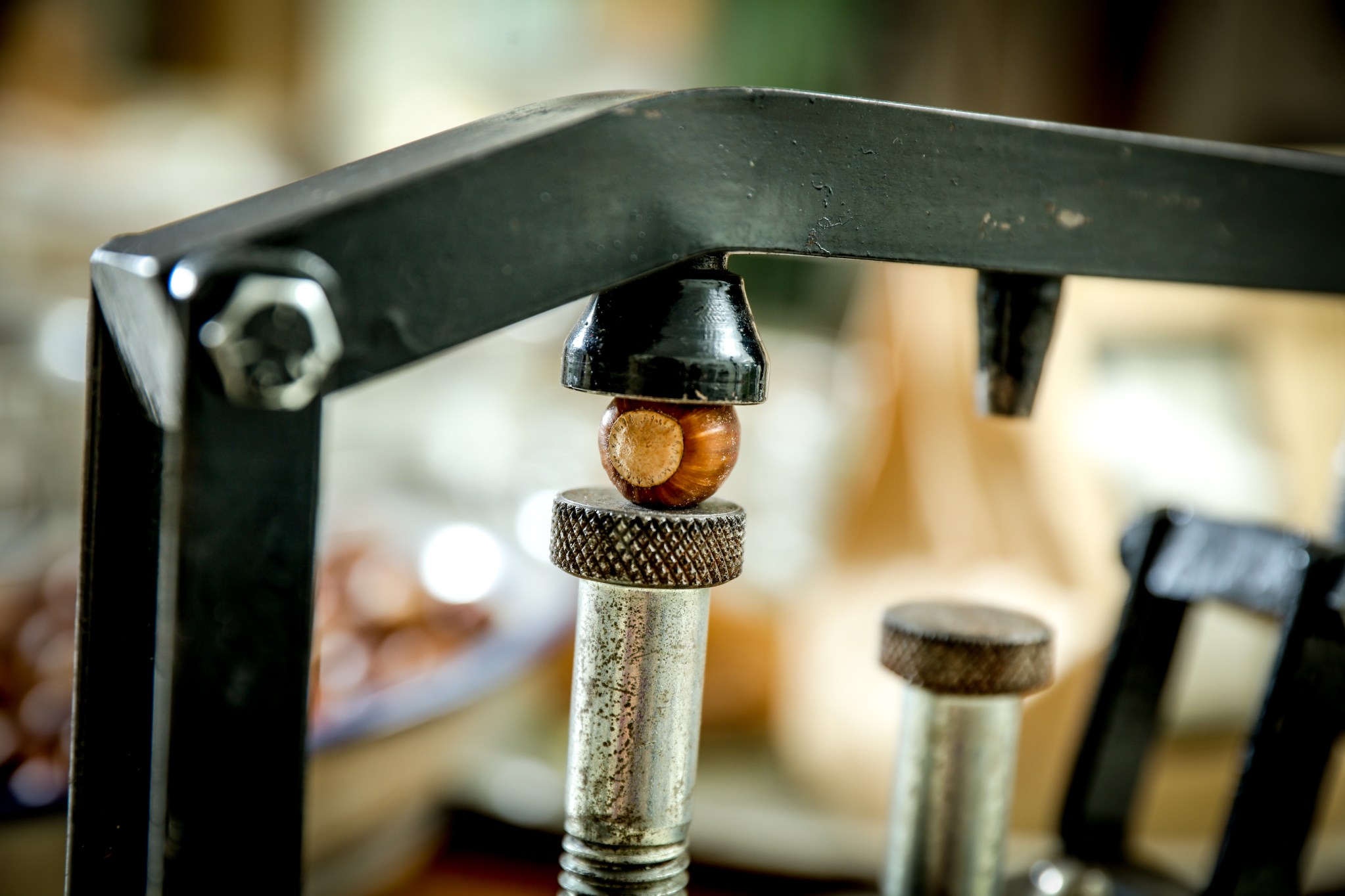 wild tales from the journeys of lisa m. rose